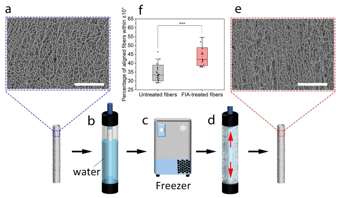 We’re closer to engineering blood vessels - Super Innovators