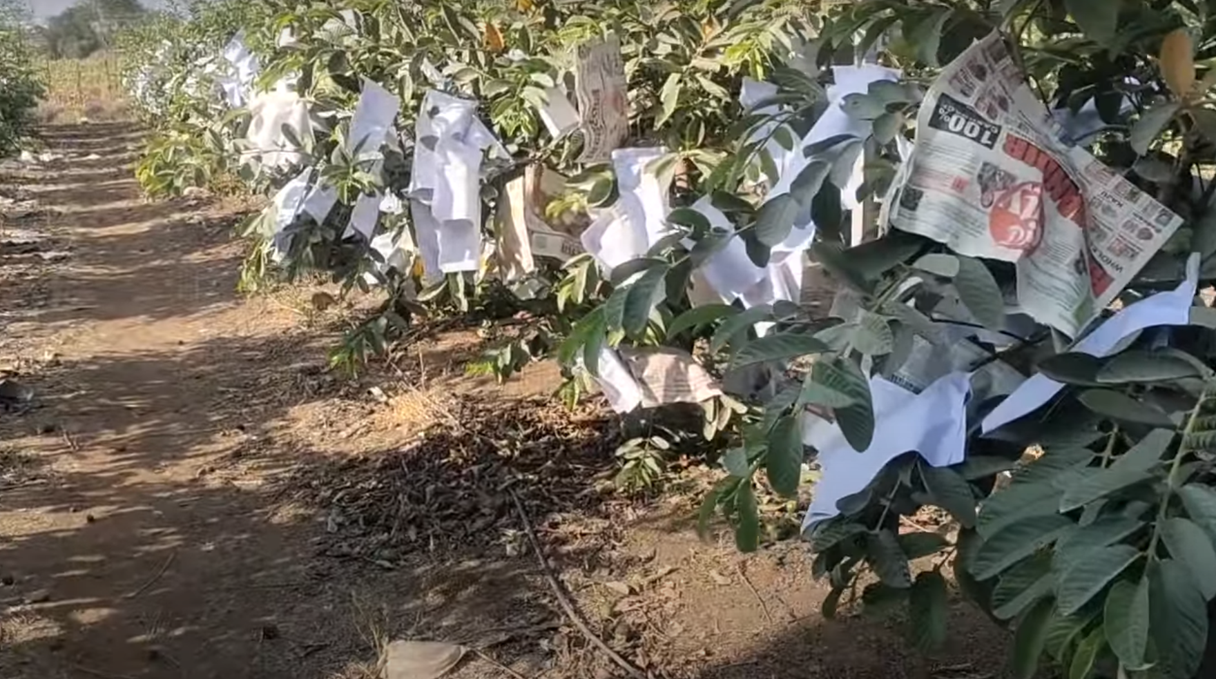 Preharvest fruit bagging reduces pesticide use - Super Innovators